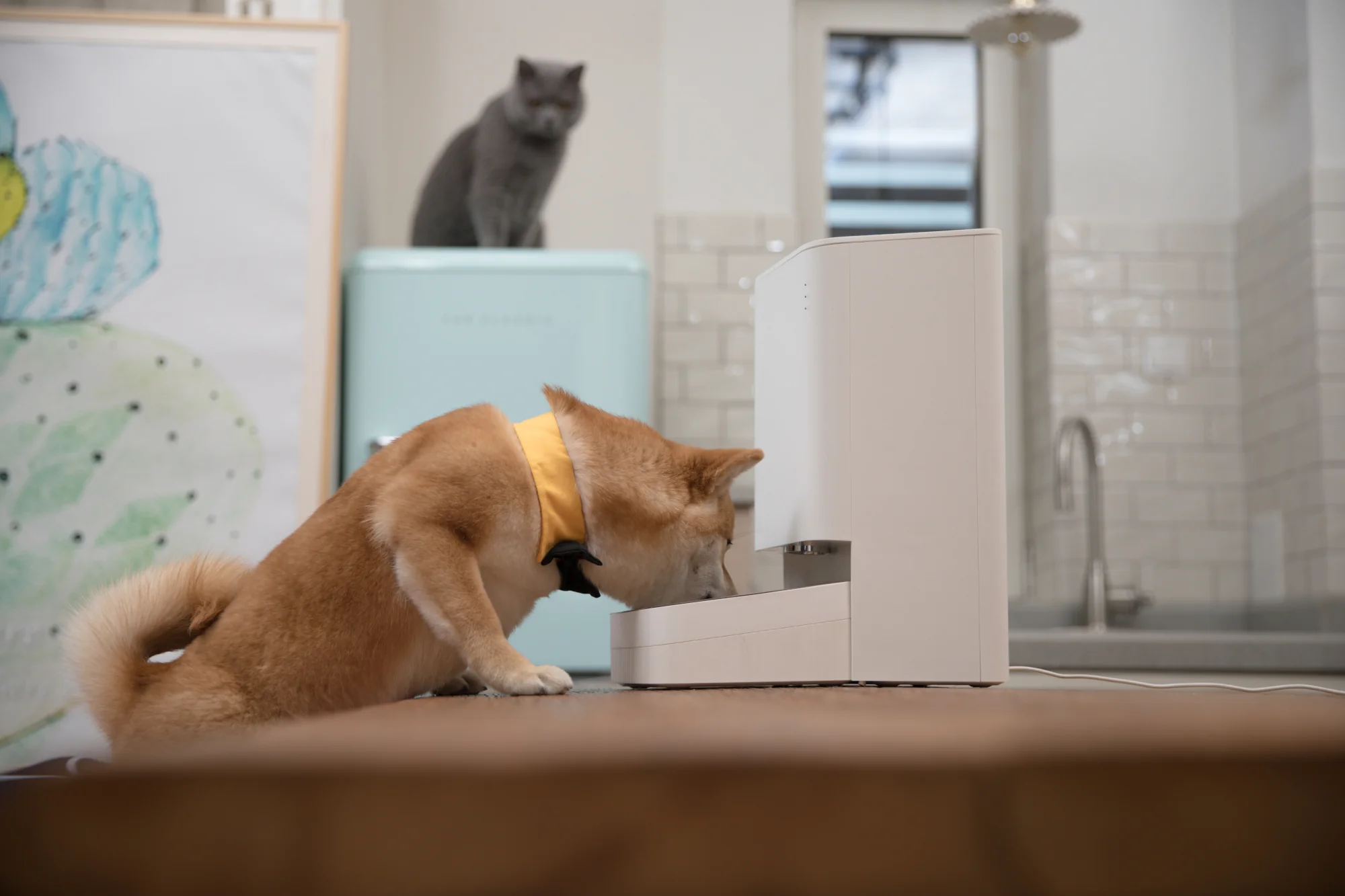 TEST: Xiaomi Smart Pet Food Feeder - Mata katten med mobilen